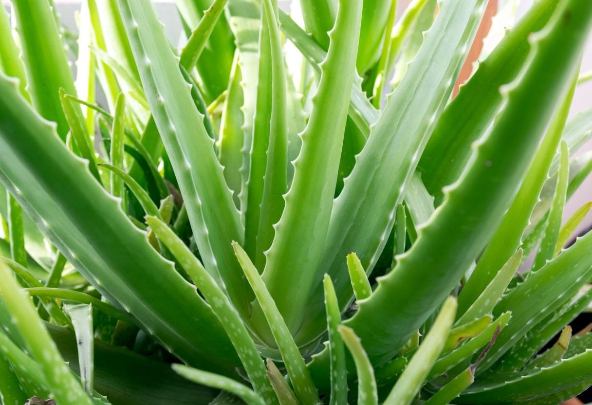 Como Plantar Babosa Em Vaso: Guia Prático Para O Cultivo Da Planta ...