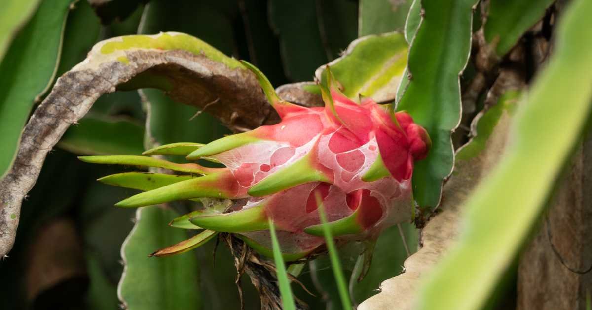 Como Plantar Pitaya No Vaso: Guia Completo Para Iniciantes