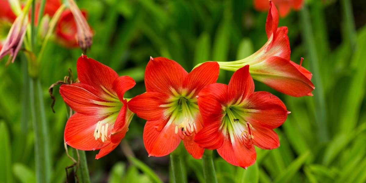 Como Cultivar A Flor Amarilis E Transformar Seu Espaço Com Elegância