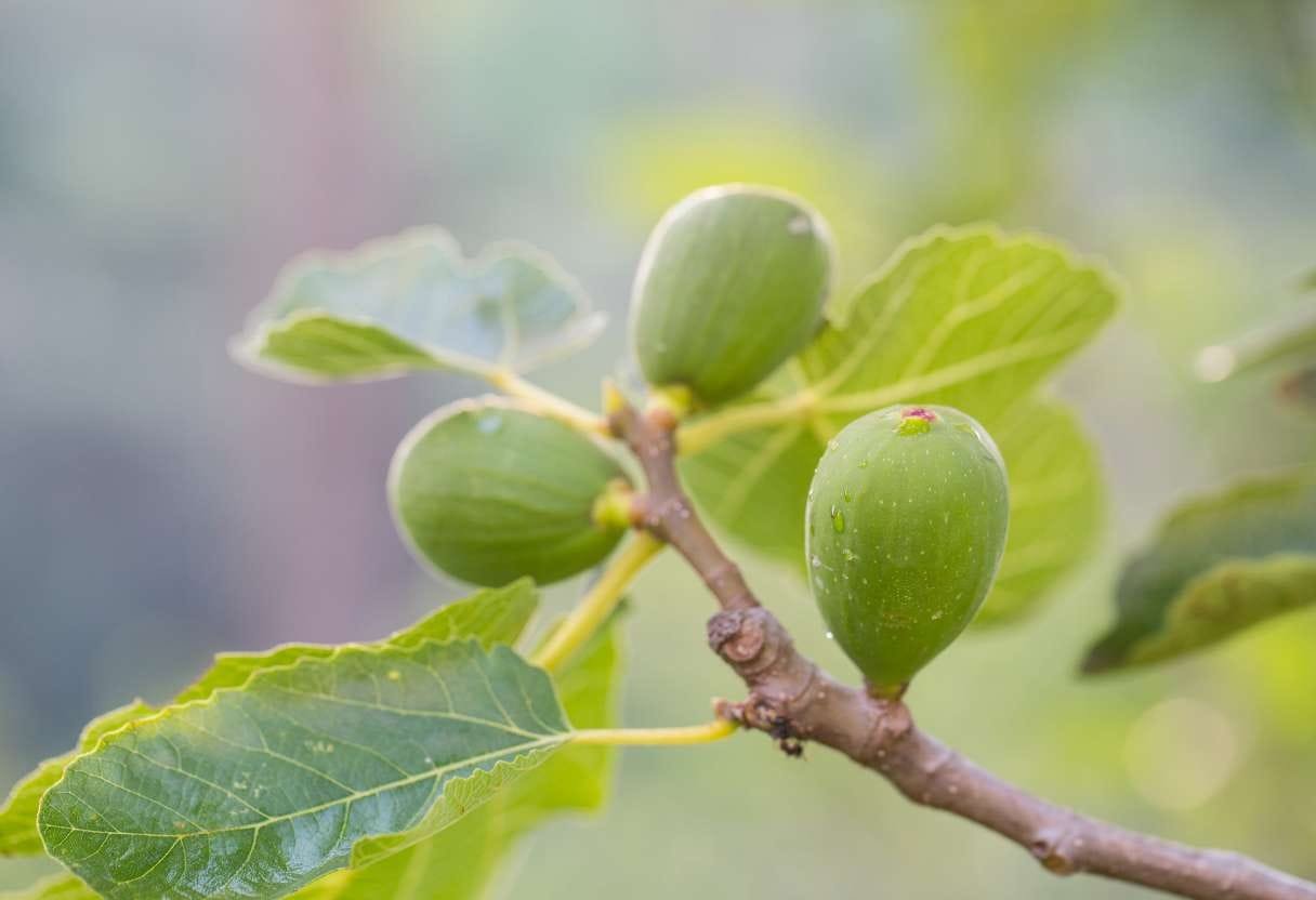 Como Cultivar Figo Em Vaso - Método Faz A Figueira Explodir De Frutos ...