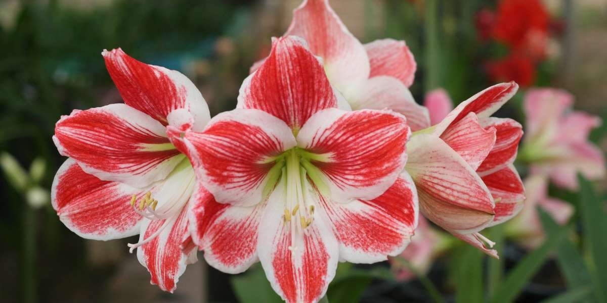 Como Cultivar A Flor Amarilis E Transformar Seu Espaço Com Elegância