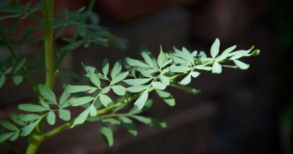 Como Cultivar Arruda Em Casa E Aproveitar Seus Benefícios