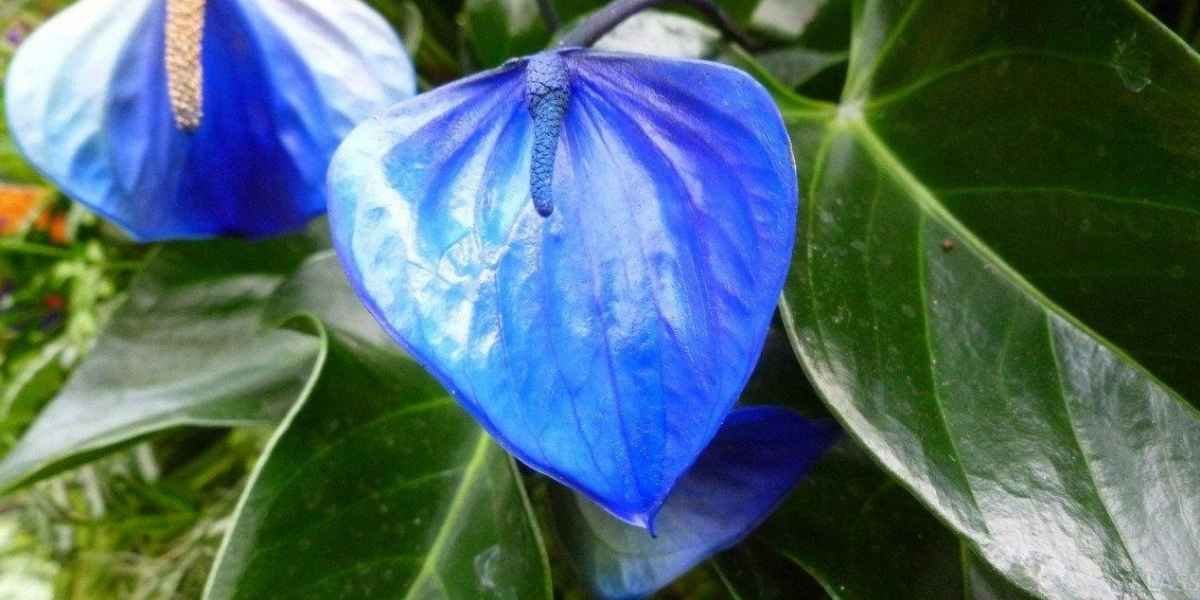 Descubra Como Fazer Muda De Antúrio Azul Descubra Como Fazer Muda De Antúrio Azul