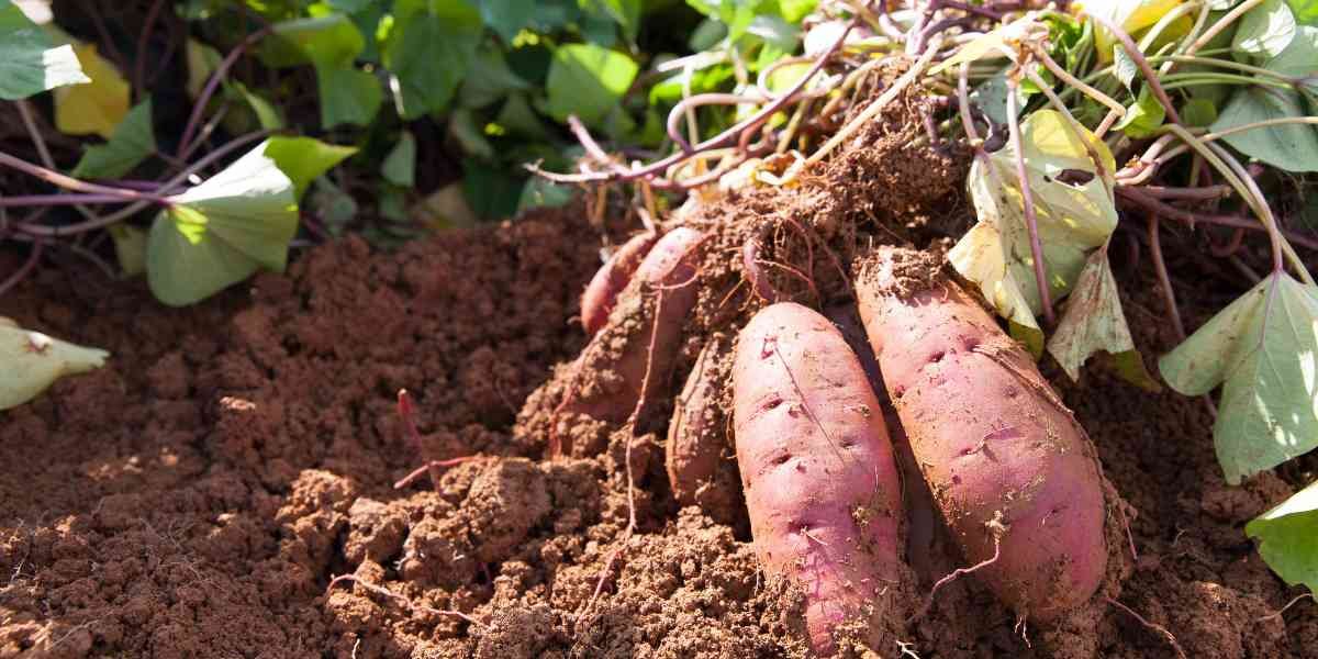 Descubra O Segredo De Como Plantar Batata Doce E Colher Mais