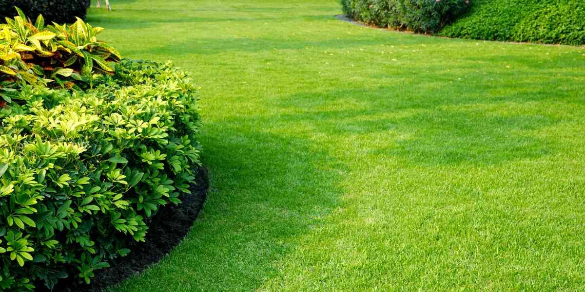 Como Plantar Grama Esmeralda E Ter Um Gramado Verde Sempre