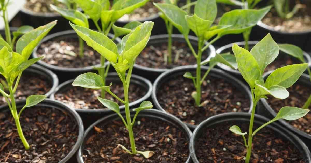 Como Plantar Pimenta De Cheiro: Guia Completo