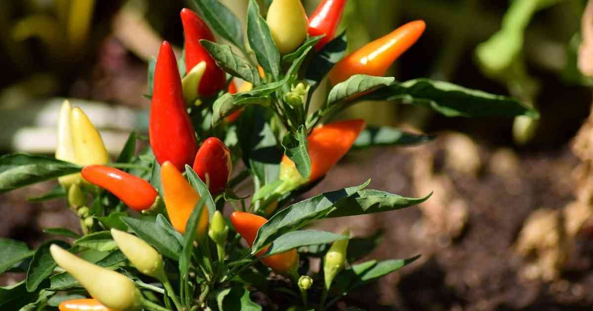 Como Plantar Pimenta De Cheiro: Guia Completo
